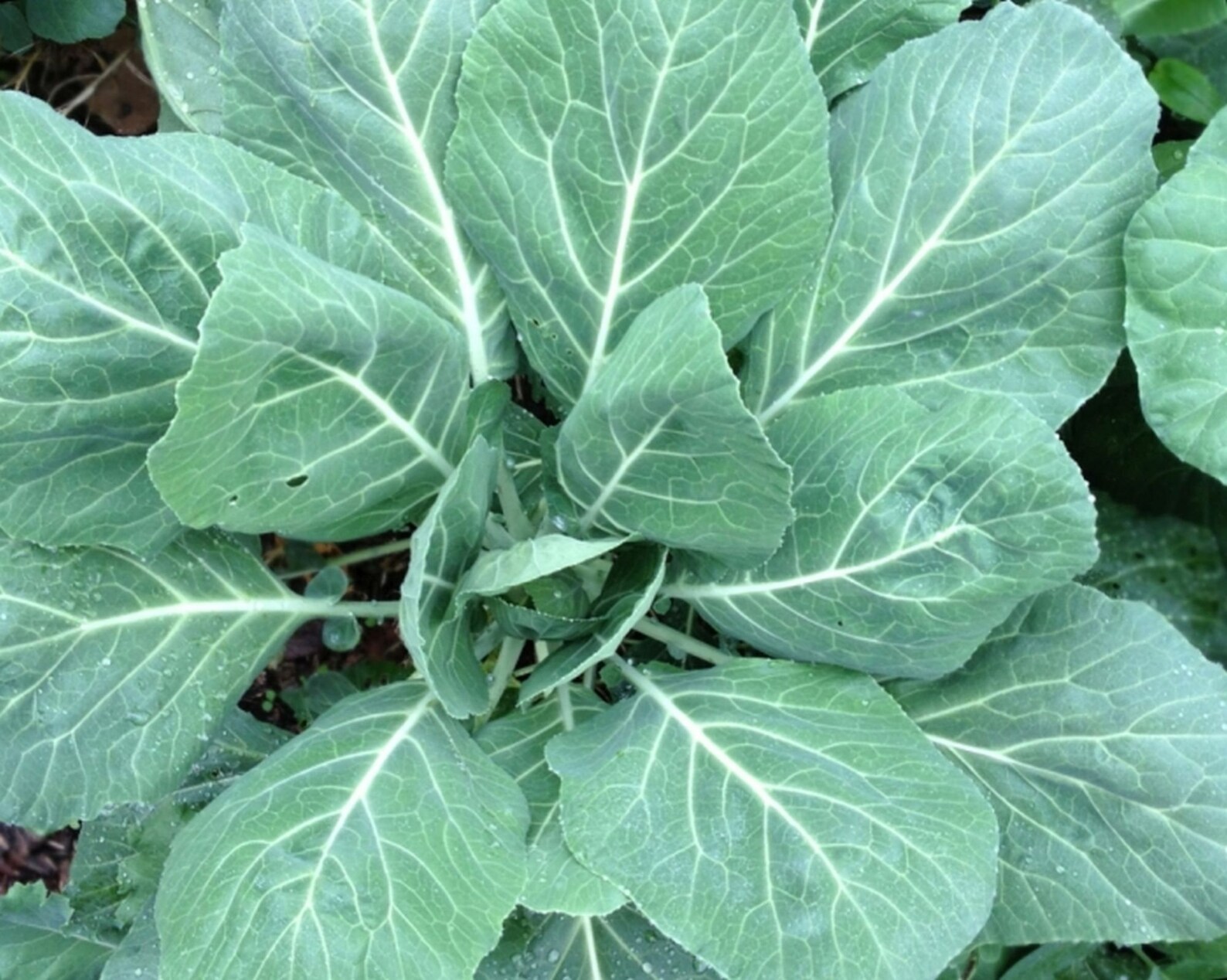 Champion Collards Long Standing Vates-type Collard Greens | Etsy