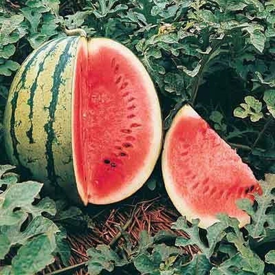 AU Producer Watermelon Seed - Red Flesh Heirloom Garden Seeds (1.0gr to ...