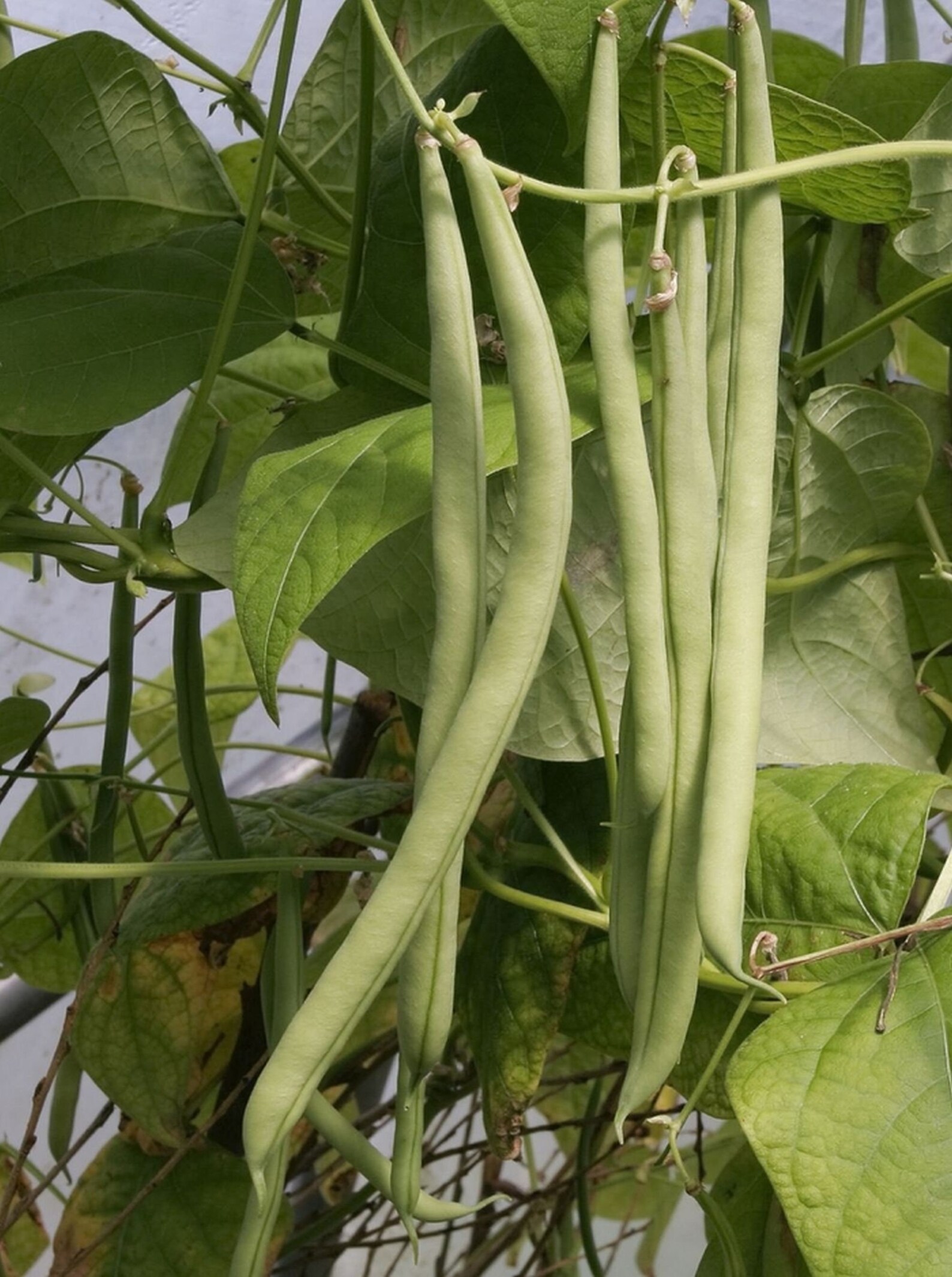 Contender Bush Bean Seed Heirloom Greenpod Garden Beans - Etsy