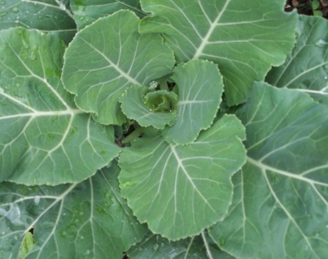 Champion Collards - Long Standing Vates-type Collard Greens Seeds (0 ...