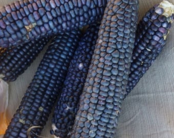 Flint Corn | Etsy