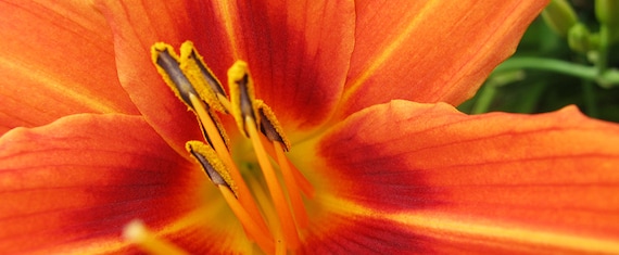 Lilly Anya's Blooms Photo by Anya Grobey / Robert - Etsy