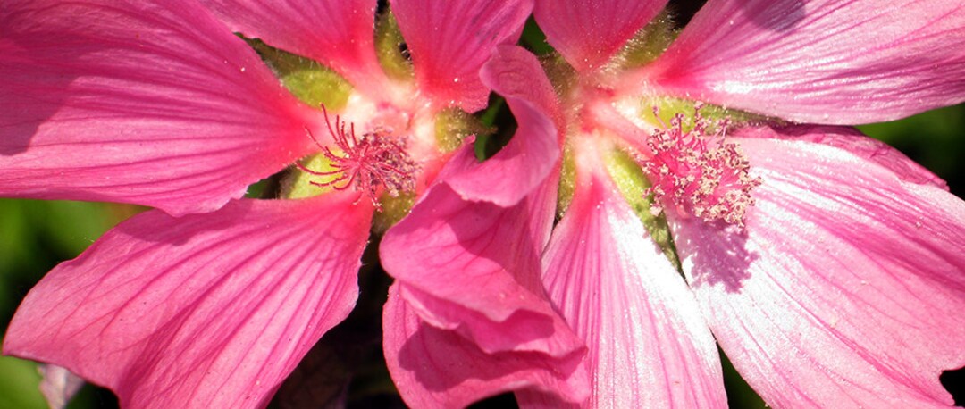 Anya's Blooms Original Photo by Anya Grobey / Robert - Etsy