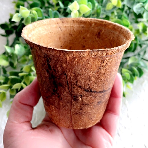 Coconut Plant Pot - Etsy