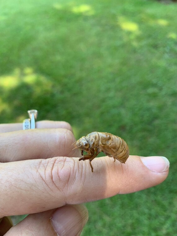 Cicada Shells Katydid Insect 60 or 80 pieces Molt Shell | Etsy