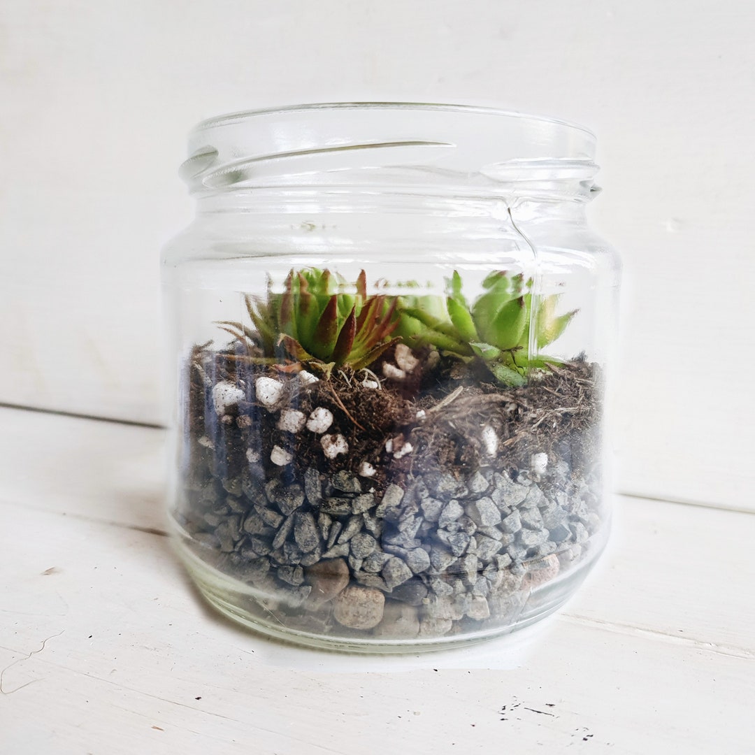 The 8.5cm DIY Succulent Terrarium Kit With Glass Jar Stones Gravel Soil ...