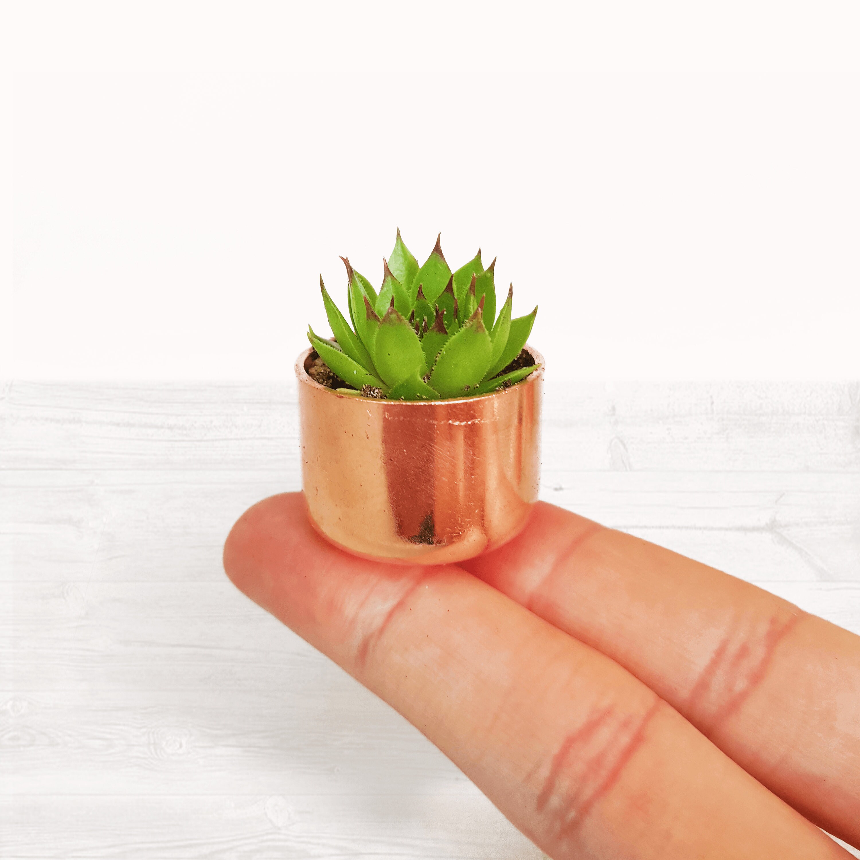 Mini Succulent Copper Pot Gifts - Sustainable Industrial Small Eco ...