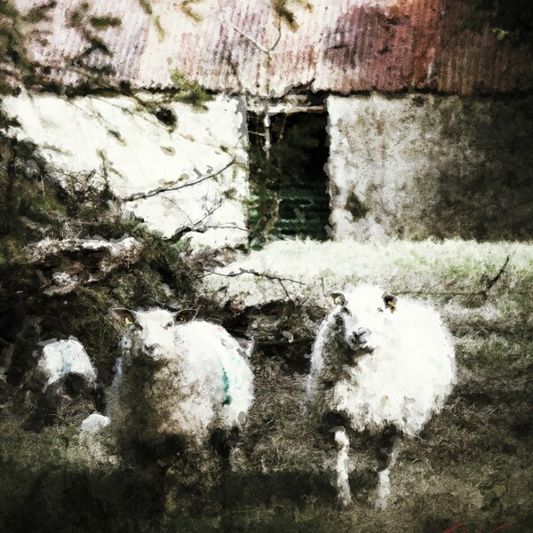 Irish Sheep - Etsy UK