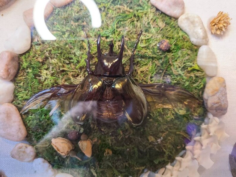 Large Insect Shadow Box Display - Etsy