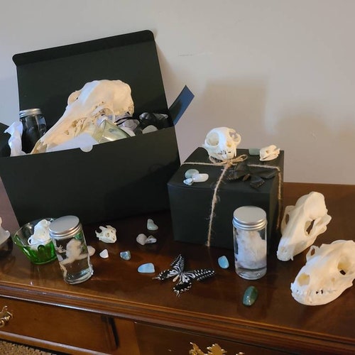 Oddities Mystery Box | Etsy