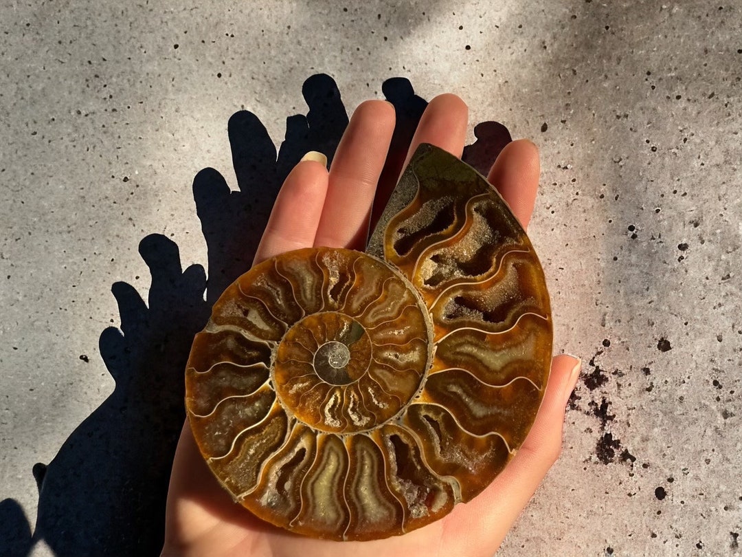 Ammonite Large Sized Fossil - Etsy