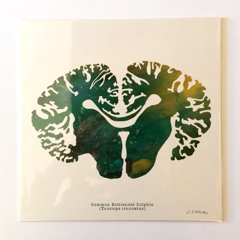 Bottlenose Dolphin Brain Art Print 12 X 12 - Etsy