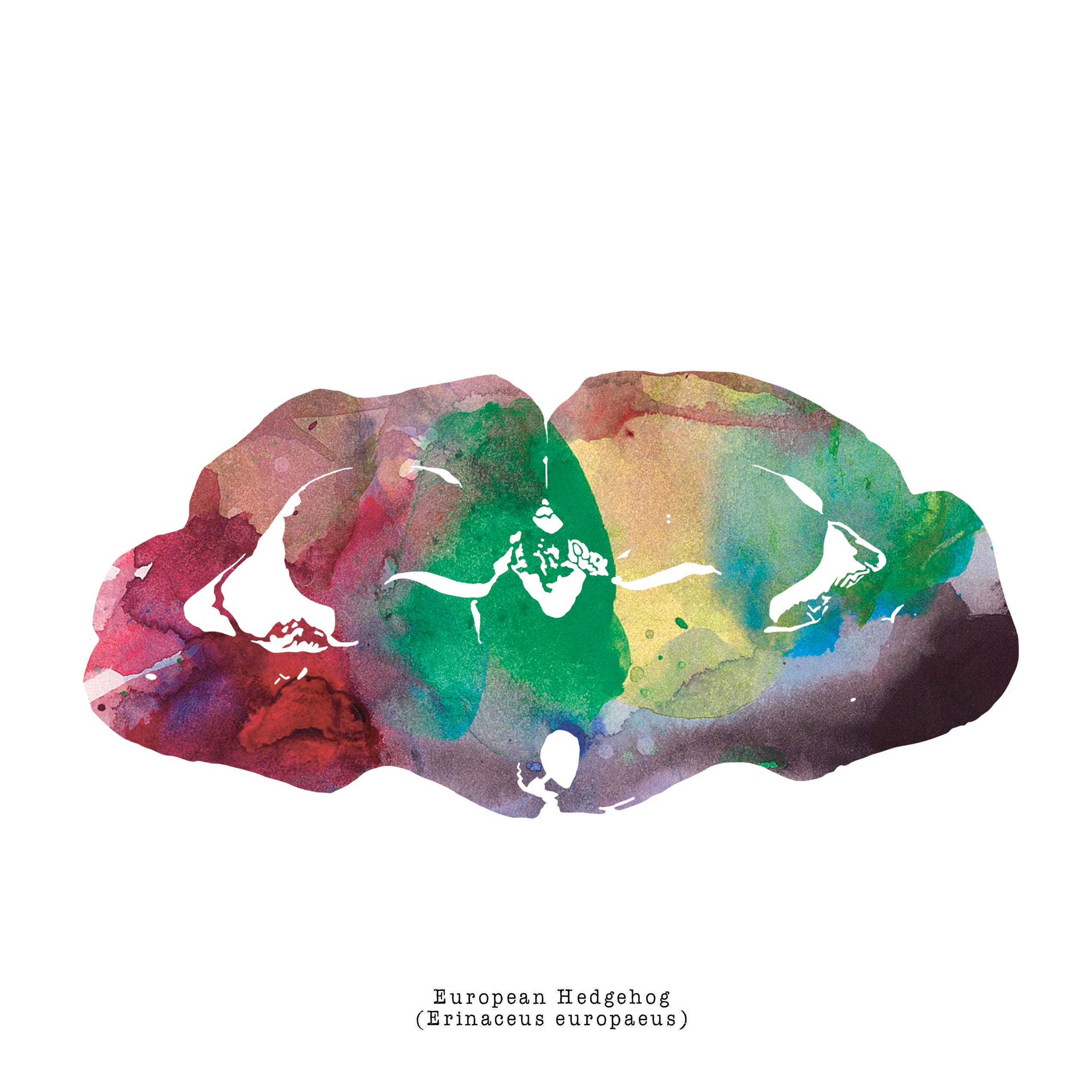 Western European Hedgehog Brain Art Colorful 12 x | Etsy