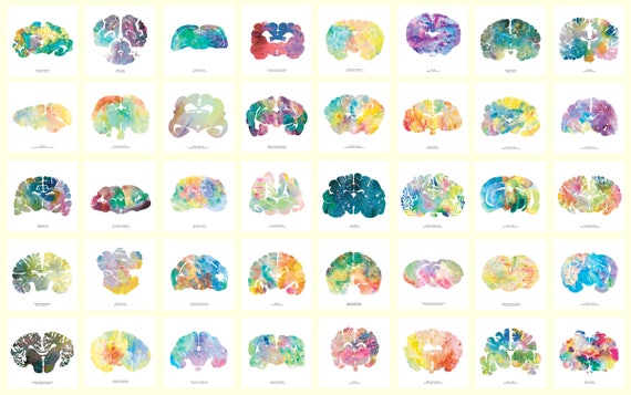 Brain Art Print Set of 40 Prints Colorful 12 X | Etsy