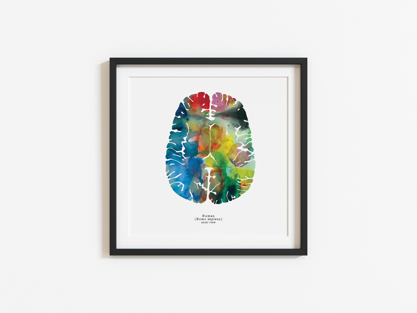 Axial Human Brain Art - Colorful 8.5" X 8.5" Print - Psychiatry ...