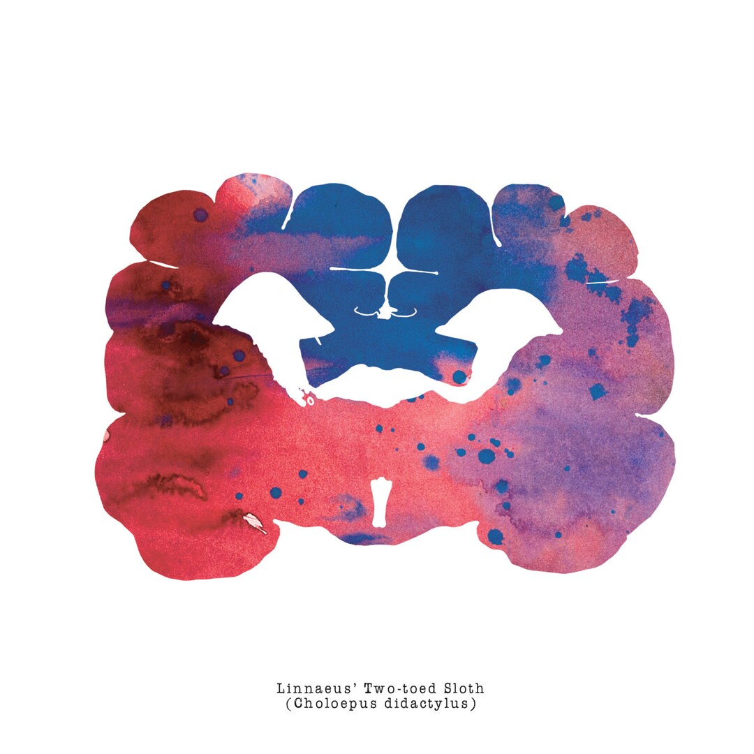 Linnaesus' Two-toed Sloth Brain Art Colorful 8.5 X 8.5 Watercolor ...