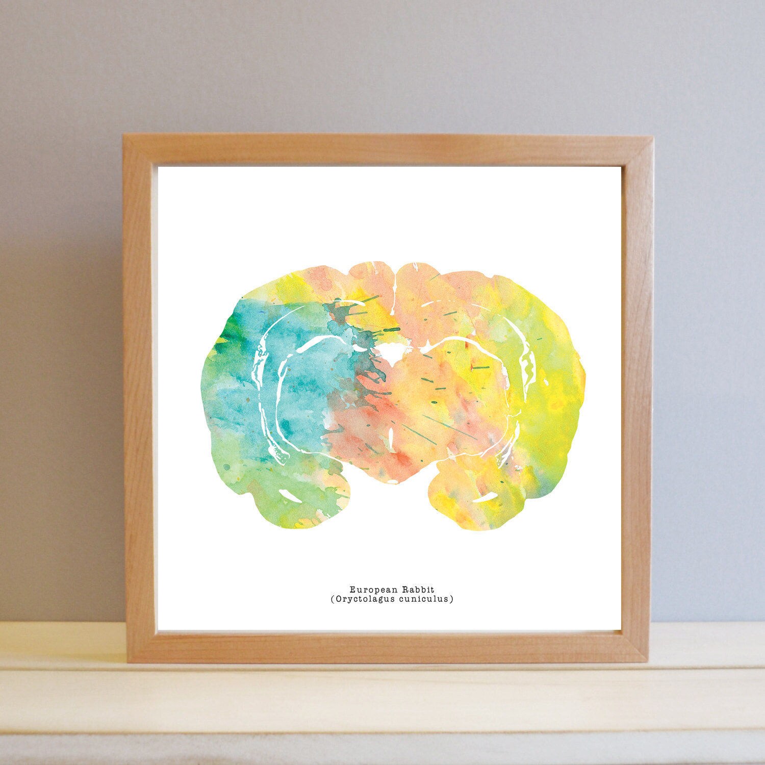 European Rabbit Brain Art 12 x 12 Watercolor | Etsy