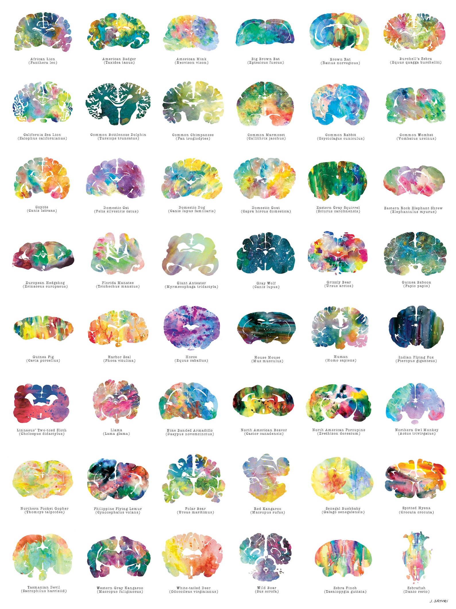 Brain Art Poster 18 X 24 Oversized Wall Art - Etsy