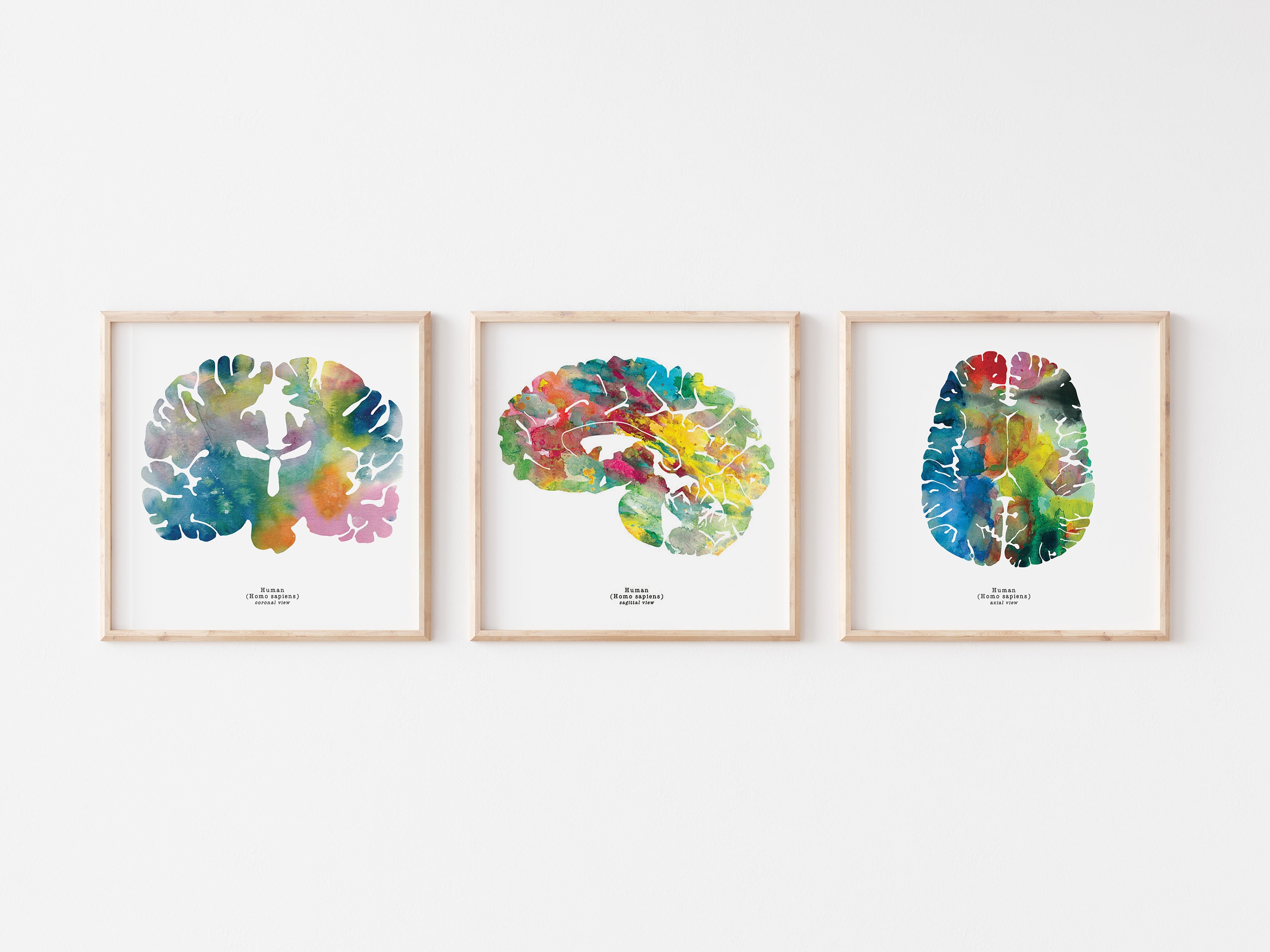 Psychology Wall Brain Art - Three 12" X 12" Human Brain Prints ...