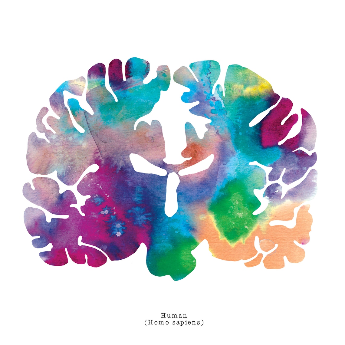Human Brain Art Print 8.5 X 8.5 Watercolor | Etsy