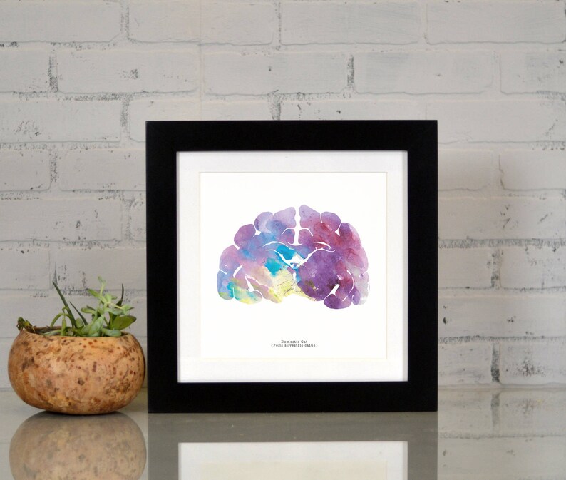 Domestic Cat Brain Art 12 X 12 Watercolor Prints | Etsy
