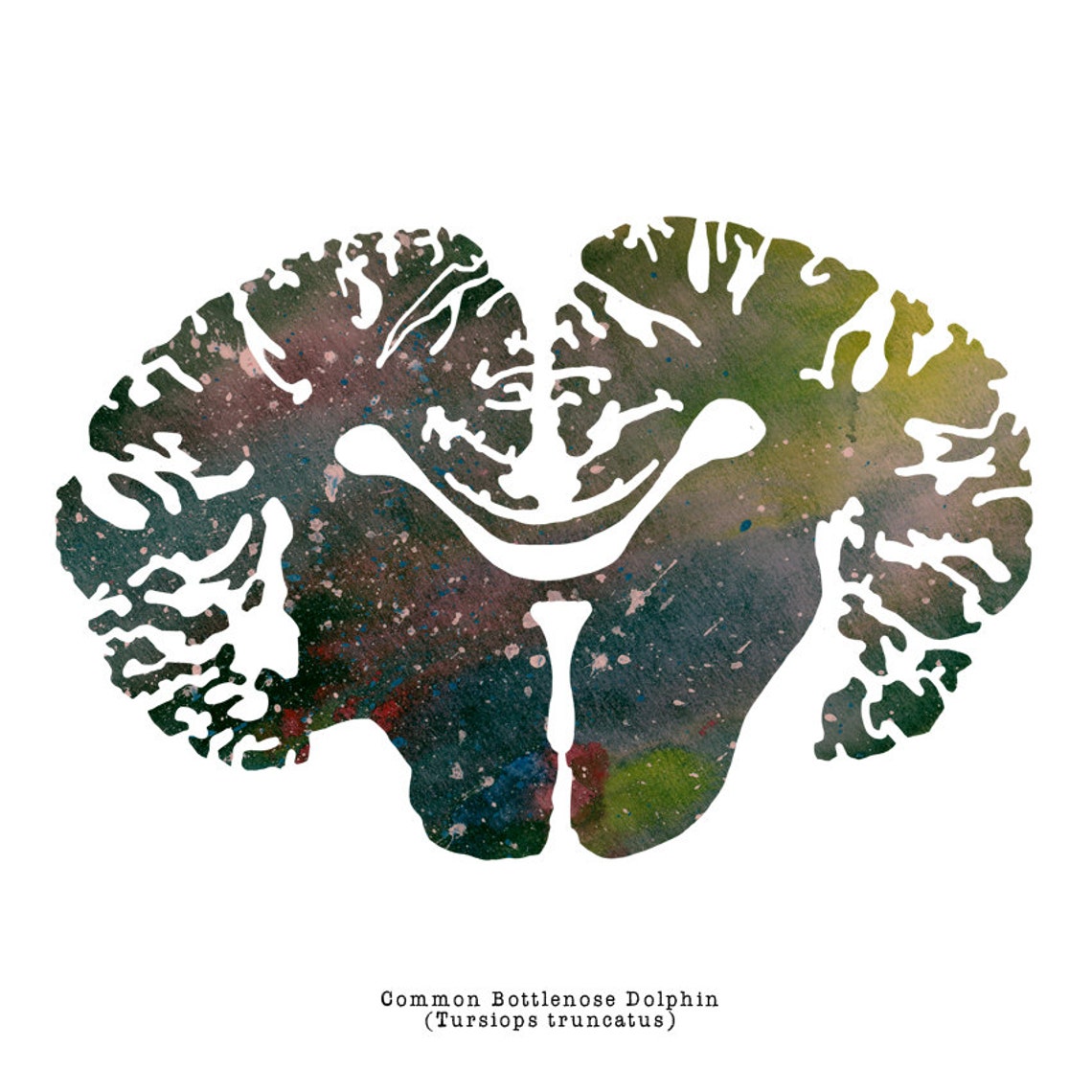 Bottlenose Dolphin Brain Art Print 12 X 12 - Etsy