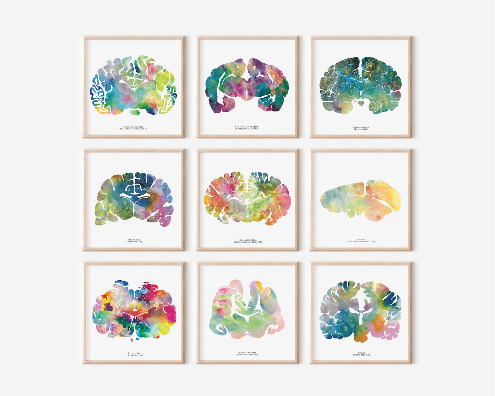 Set of 9 Brain Art Prints - 12" X 12" Watercolor Artwork - Colorful ...