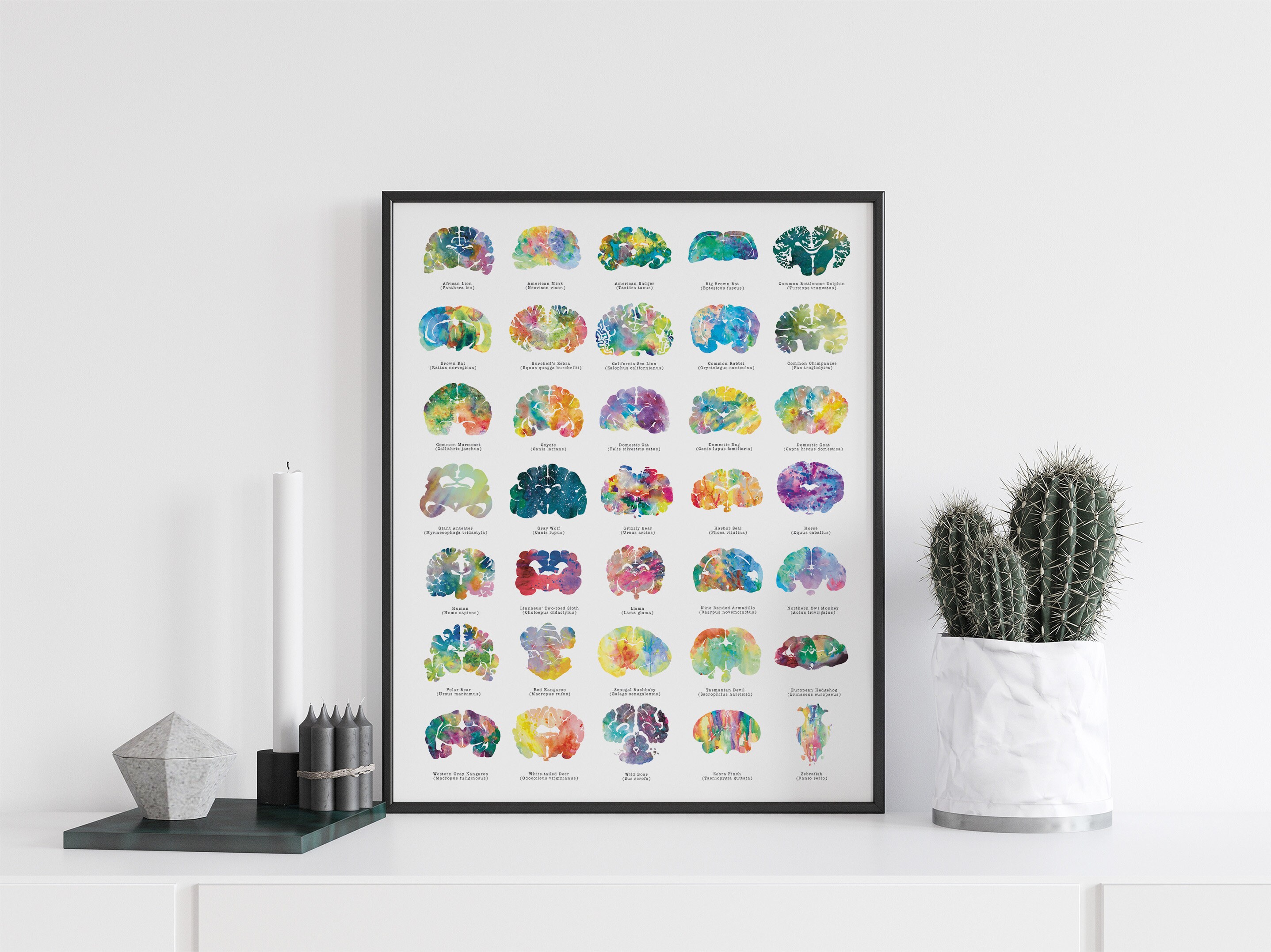Brain Anatomy Poster 16 X 20 Oversized Wall Art | Etsy