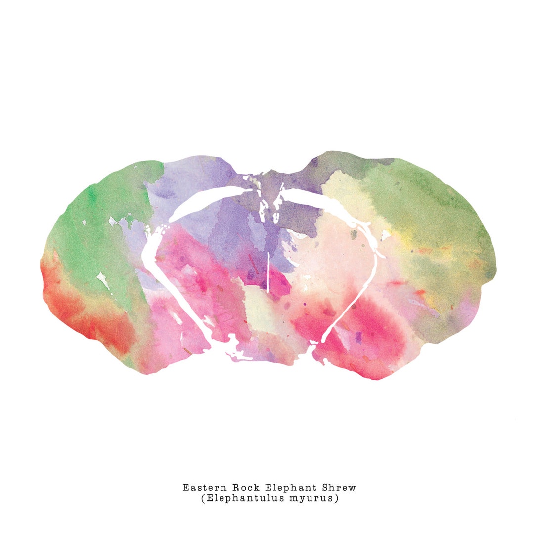 Eastern Rock Elephant Shrew Brain 8.5 X 8.5 Watercolor Print Neurology ...