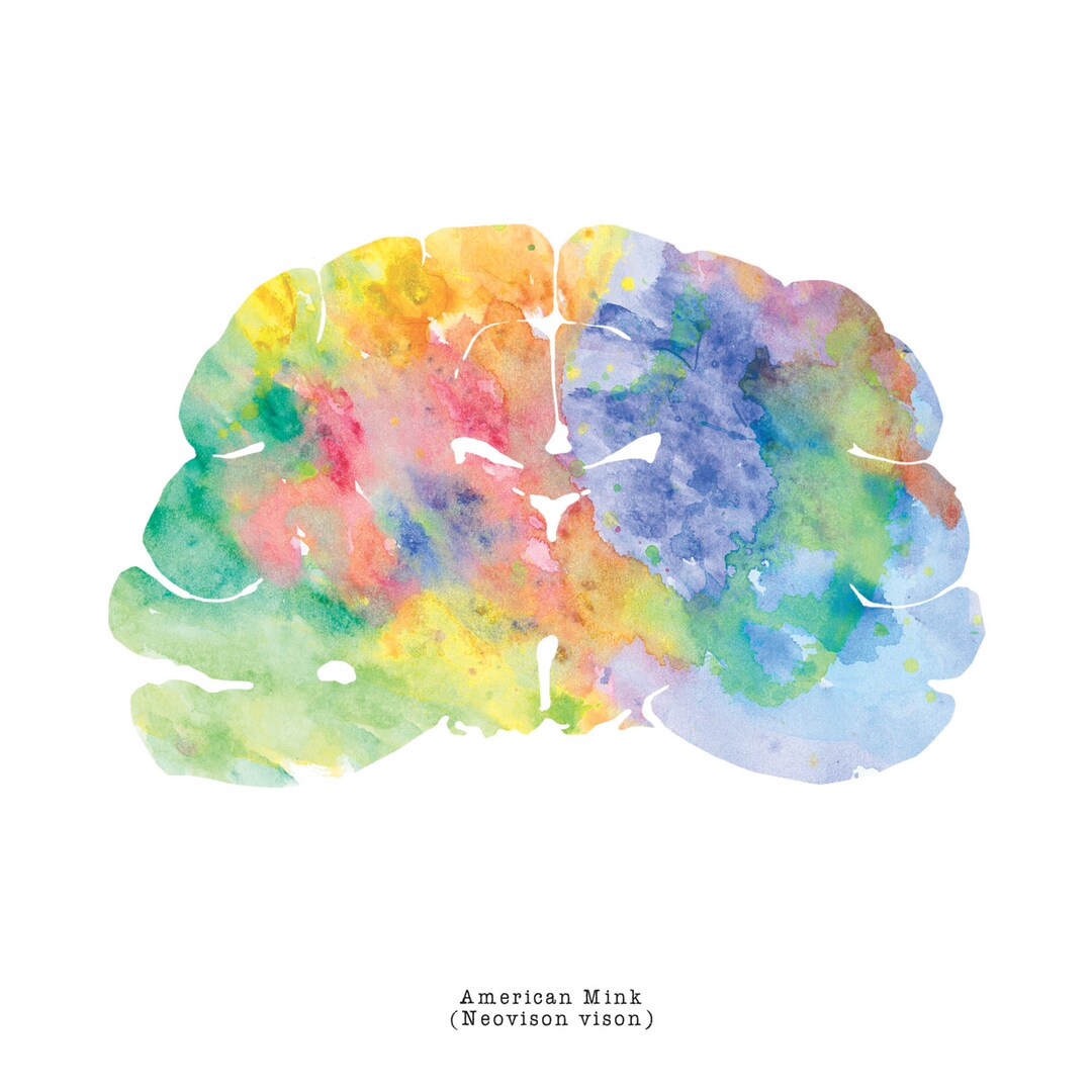 American Mink Brain Art - Colorful 8.5" X 8.5" Watercolor Prints ...