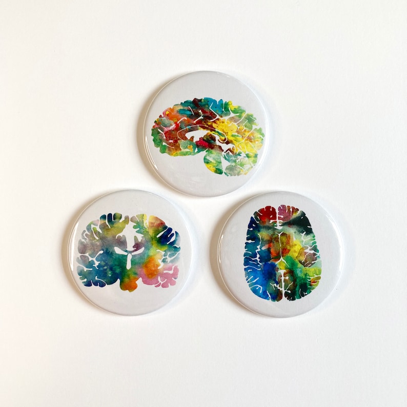 Human Brain Magnet Set - 2.25" Round Fridge Magnets - Refrigerator ...