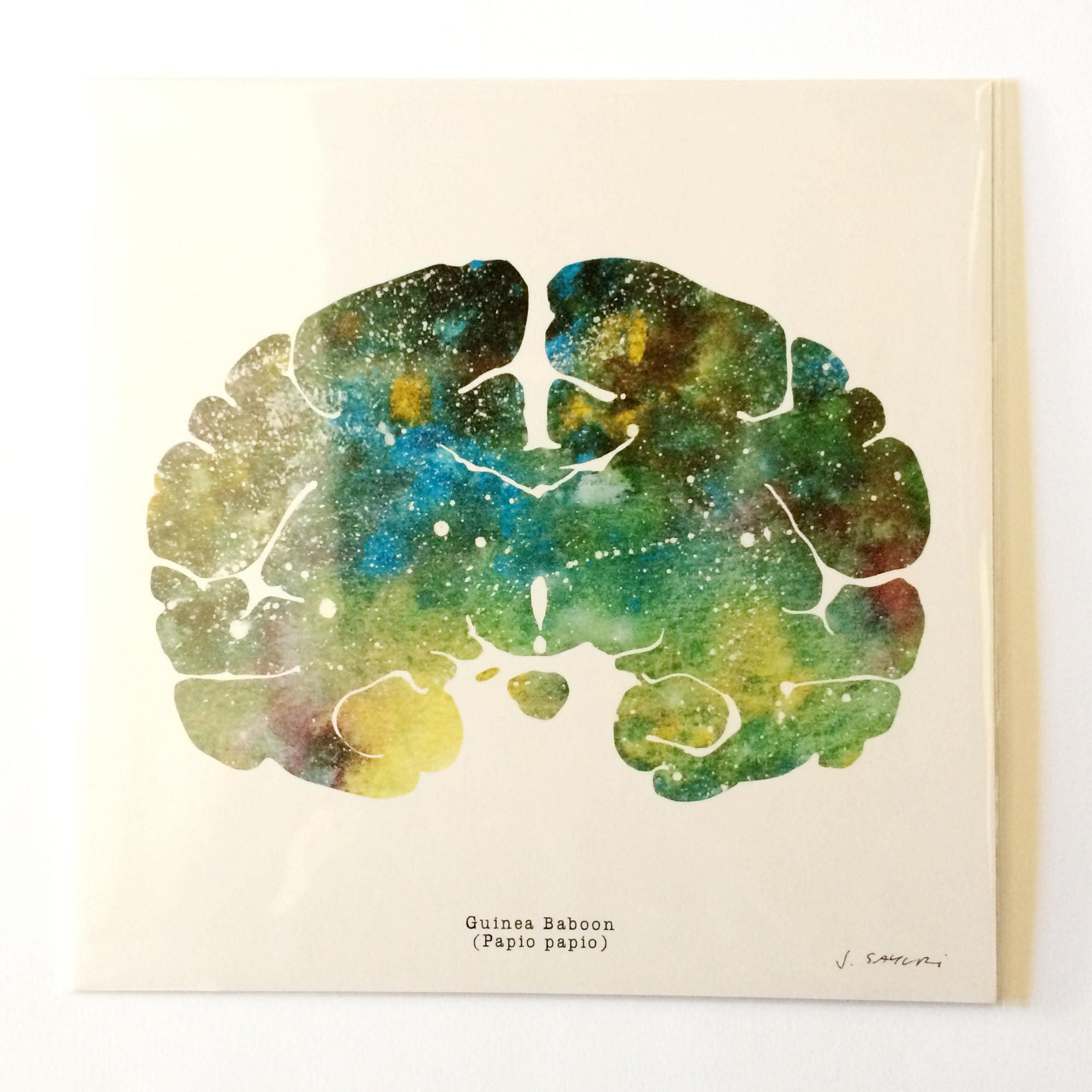 Guinea Baboon Brain Art Colorful 8.5 x 8.5 | Etsy