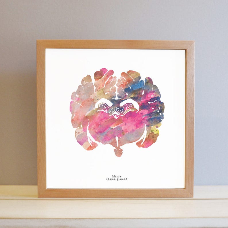 Llama Brain Art Colorful 8.5 X 8.5 Animal Print - Etsy