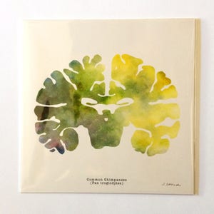 Common Chimpanzee Brain Art - Colorful 12" X 12" Watercolor Prints ...