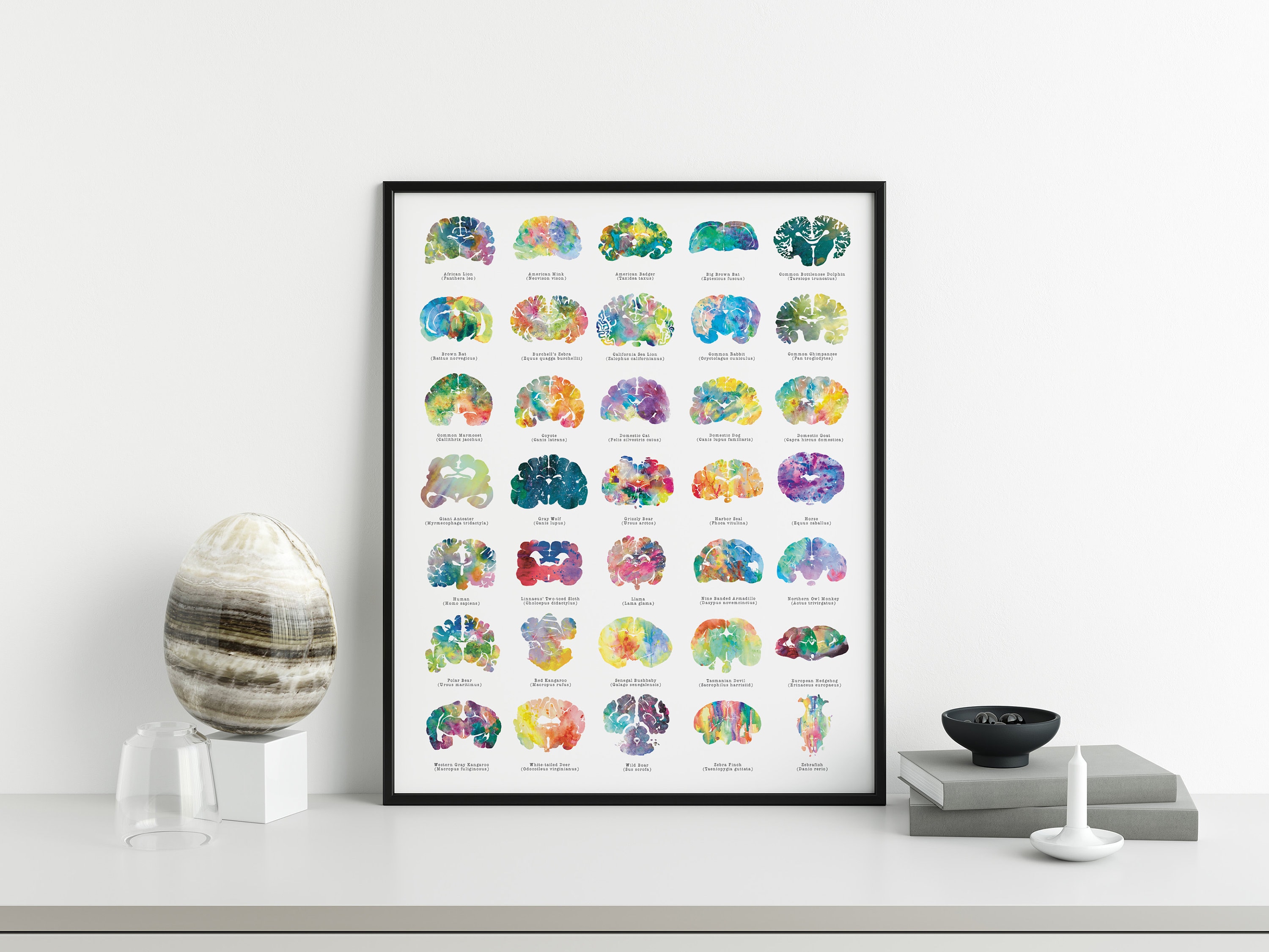 Brain Anatomy Poster 16 X 20 Oversized Wall Art | Etsy