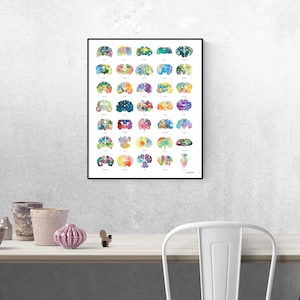 Animal Brain Art 16 X 20 Poster Colorful Neurology, Neuroscience ...
