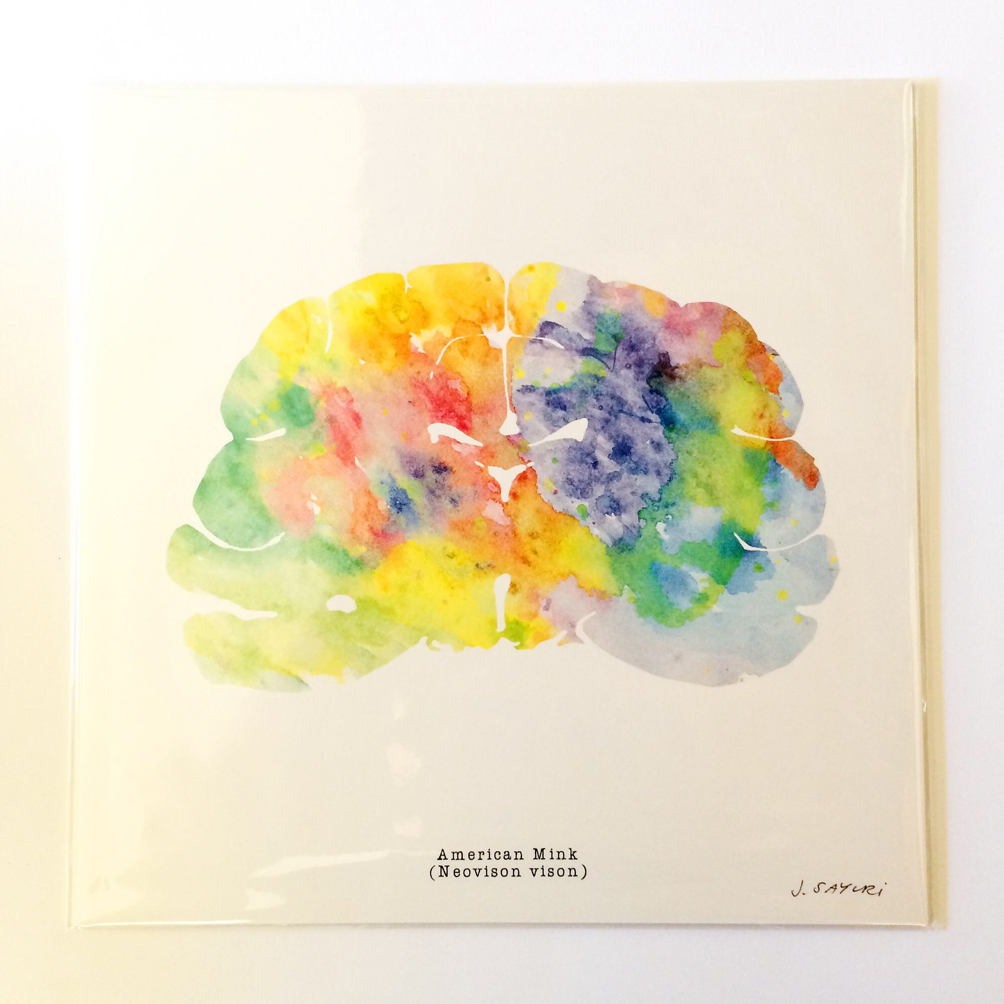 American Mink Brain Art 12 X 12 Watercolor Print - Etsy