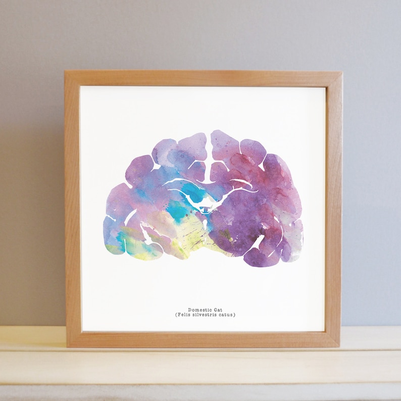Domestic Cat Brain Art 12 X 12 Watercolor Prints | Etsy