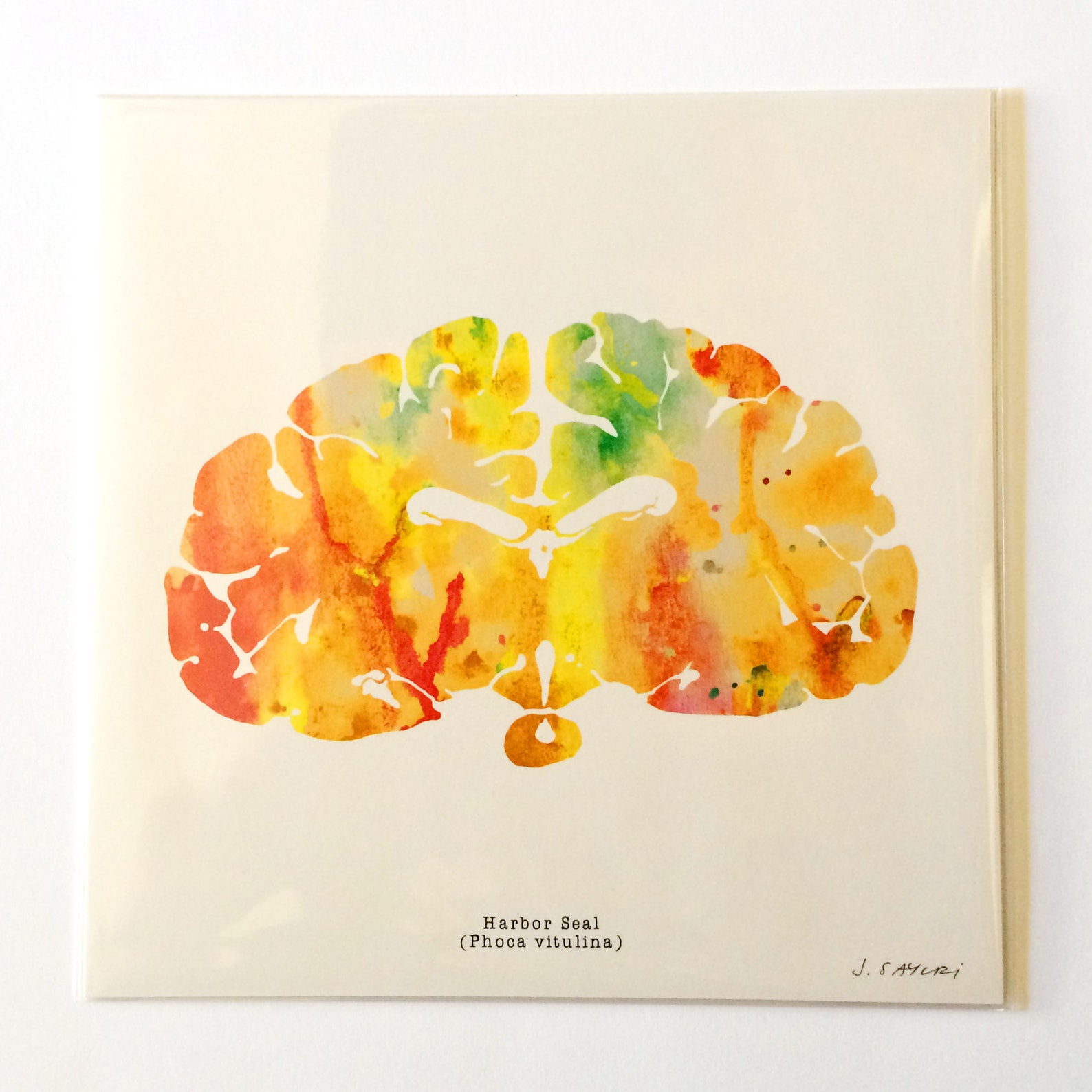 Harbor Seal Brain Art Colorful 8.5 X 8.5 | Etsy