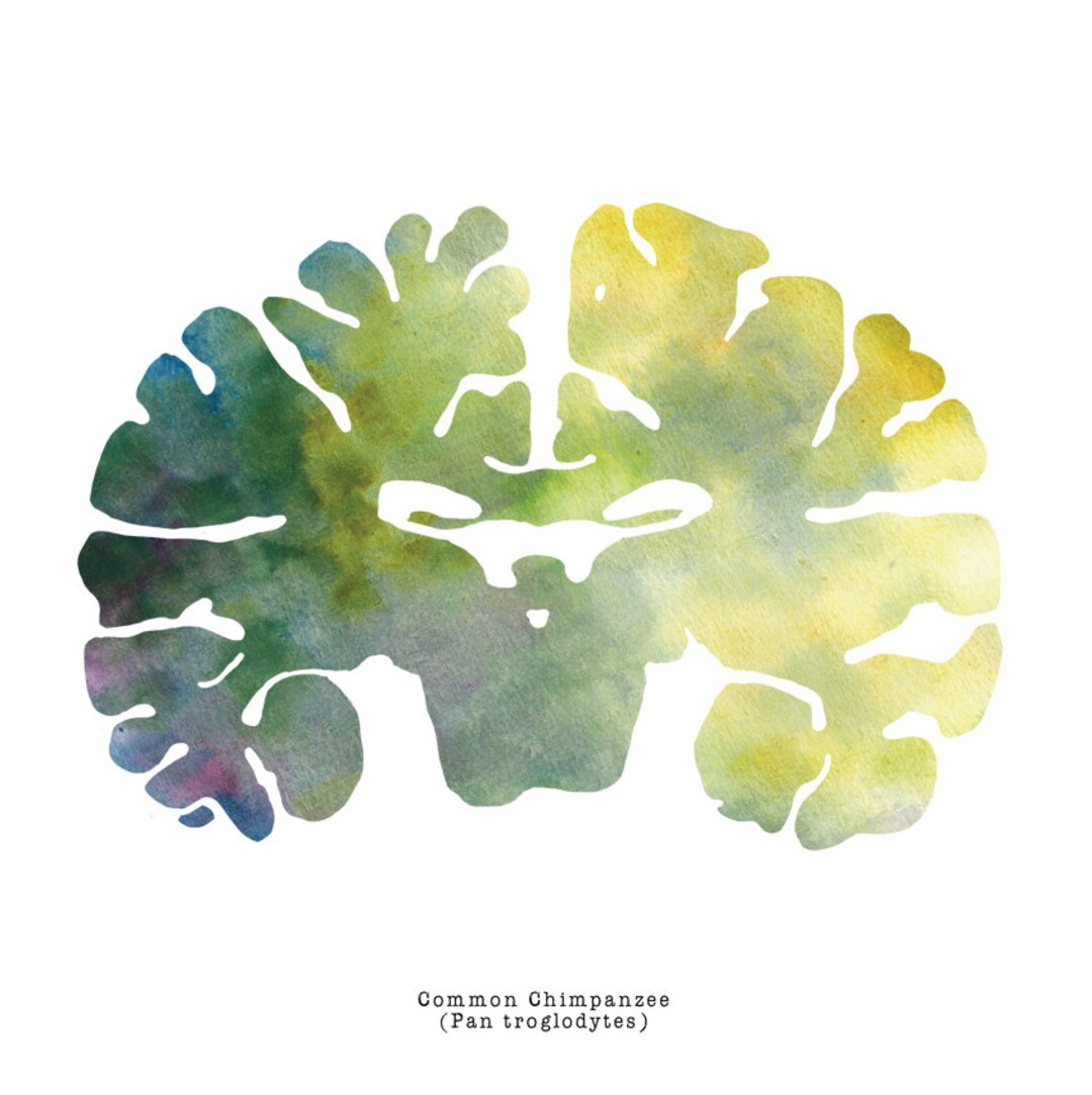 Common Chimpanzee Brain Art - Colorful 12" X 12" Watercolor Prints ...