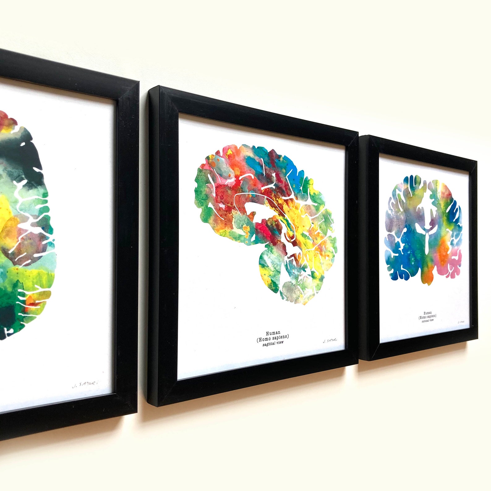 Human Brain Print Set of Three 12" X 12" Watercolor Prints ...