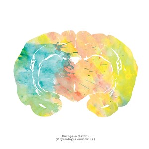 European Rabbit Brain Art 12 X 12 Watercolor Artwork Colorful ...