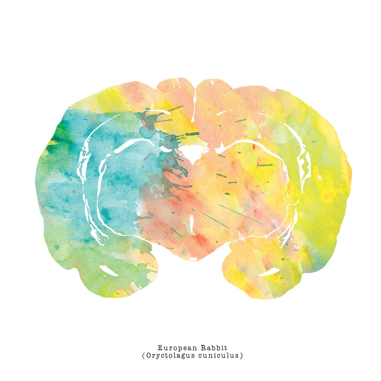 European Rabbit Brain Art Colorful 8.5 X 8.5 - Etsy