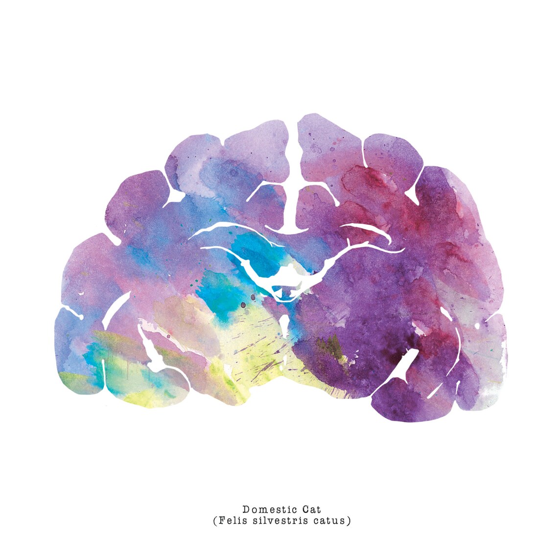 Domestic Cat Brain Art Colorful 8.5 X 8.5 - Etsy