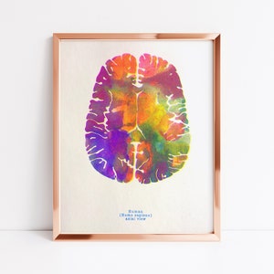 Axial Human Brain - Original 8.5" X 11" Risograph Print - Neuroscience ...