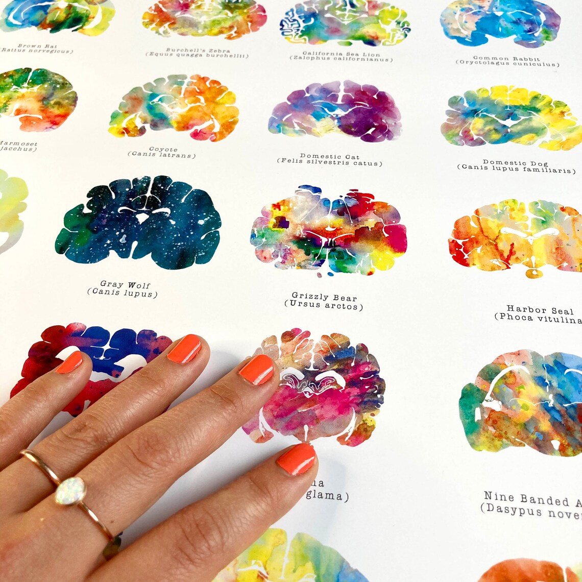 Animal Brain Art 16 x 20 Poster Colorful | Etsy