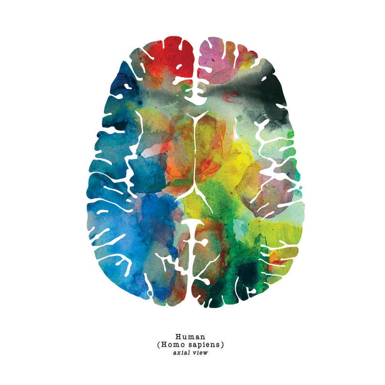 Axial Human Brain Art - Colorful 8.5" X 8.5" Watercolor Prints ...