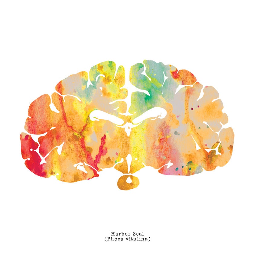 Harbor Seal Brain Art 12 X 12 Watercolor Prints | Etsy