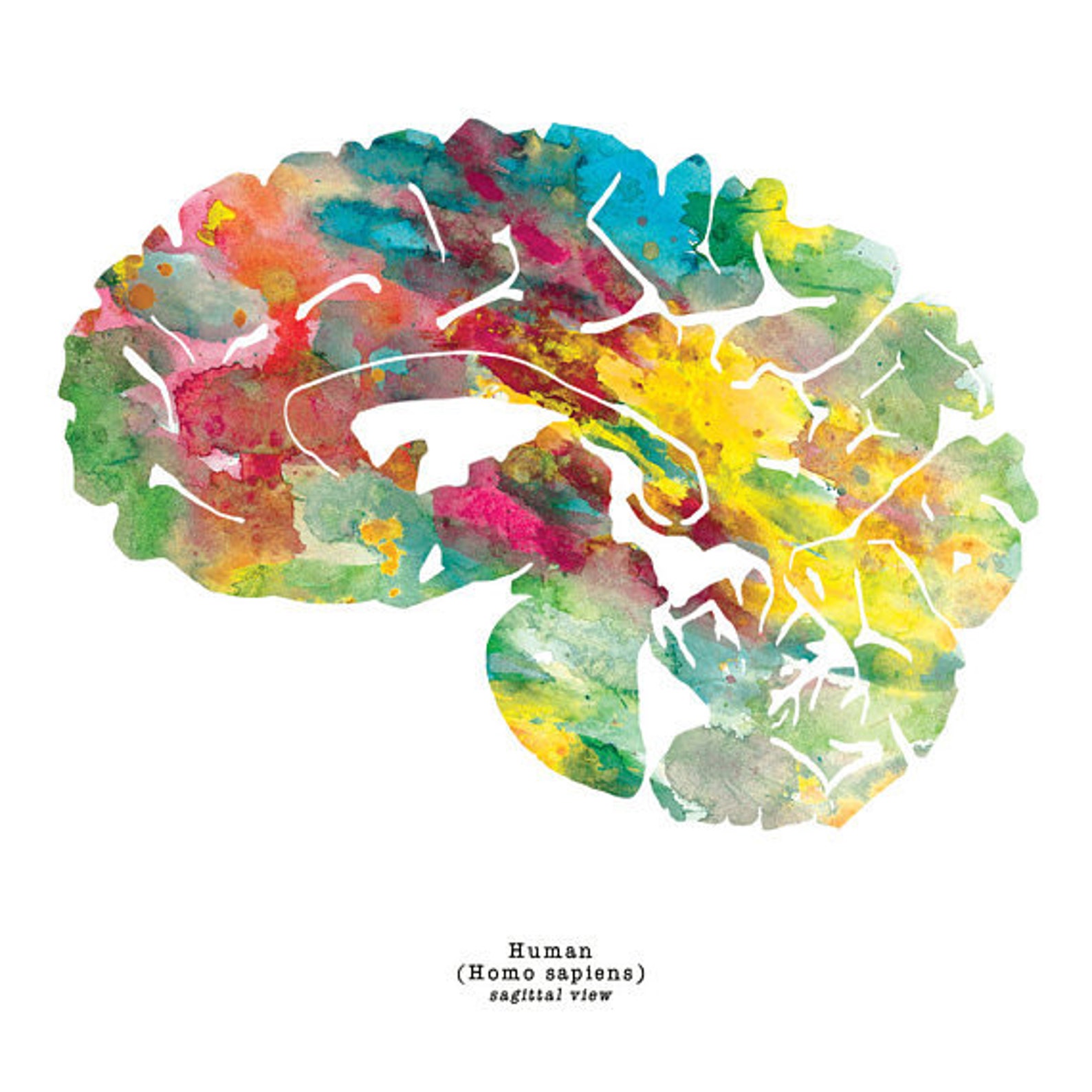 Human Brain Print Set - Three 8.5" X 8.5" Watercolor Prints ...