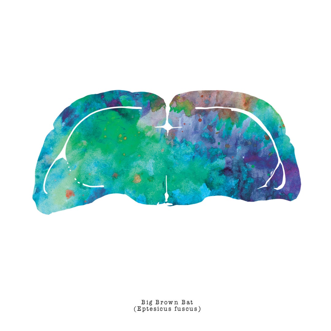 Big Brown Bat Brain Art Colorful 8.5 X 8.5 Watercolor Prints Thoughtful ...